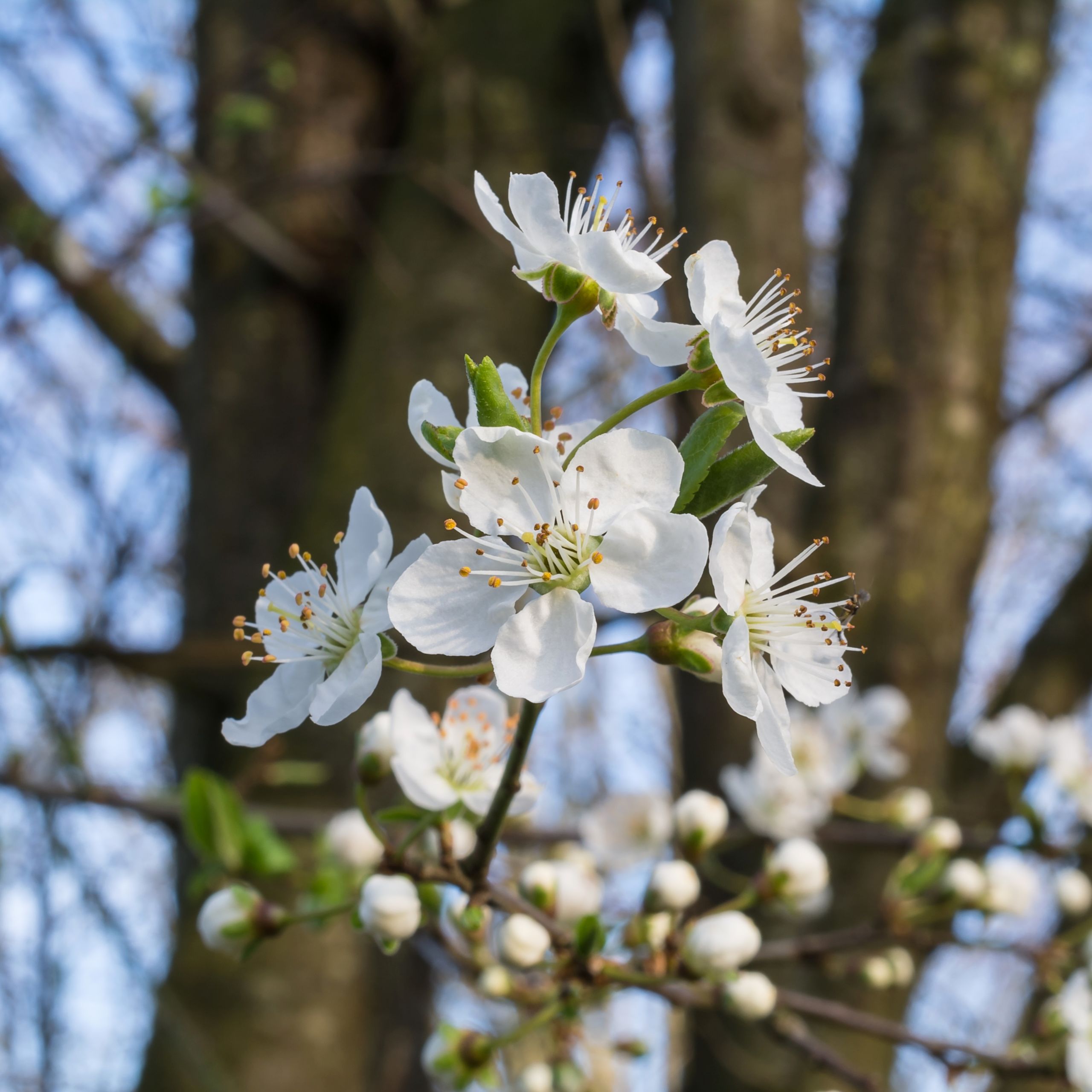 Pflaume - Arbeitsgemeinschaft BienenVielfalt