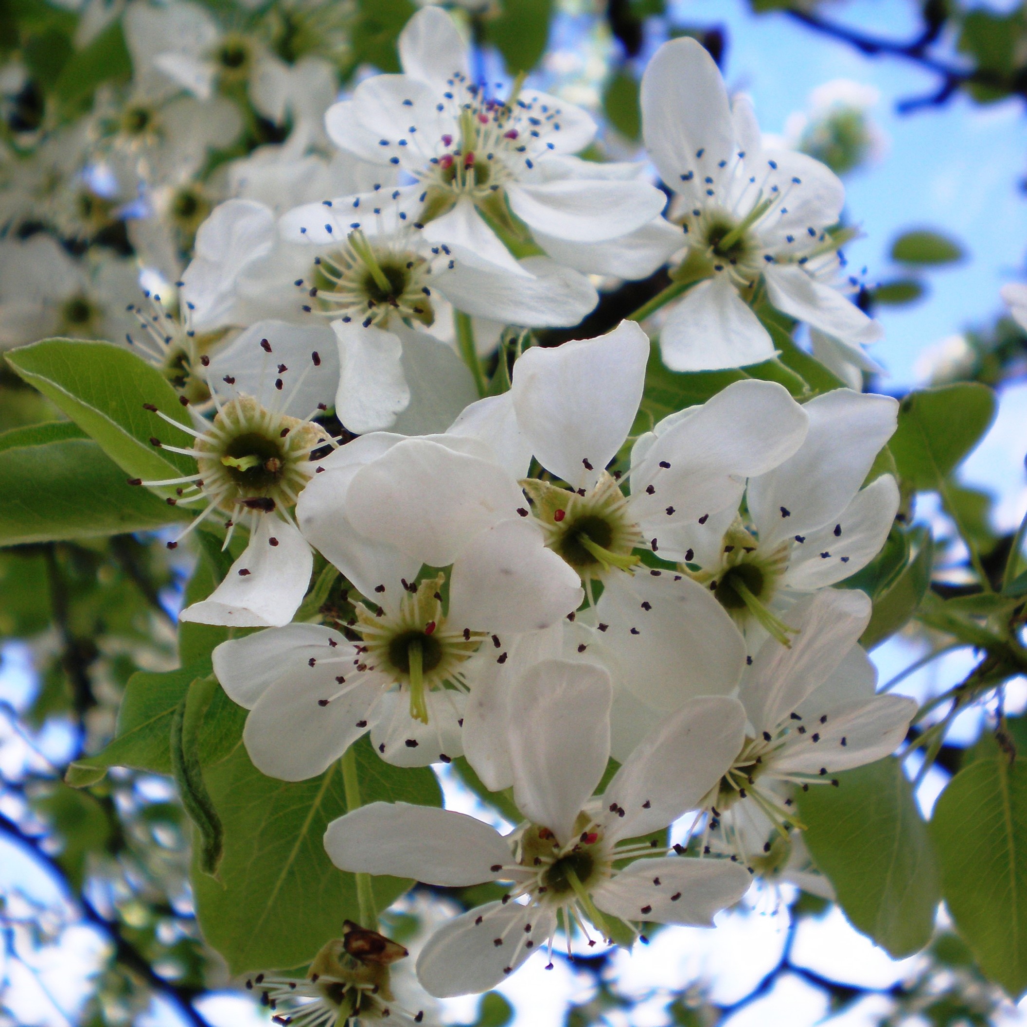 Birne - Arbeitsgemeinschaft BienenVielfalt
