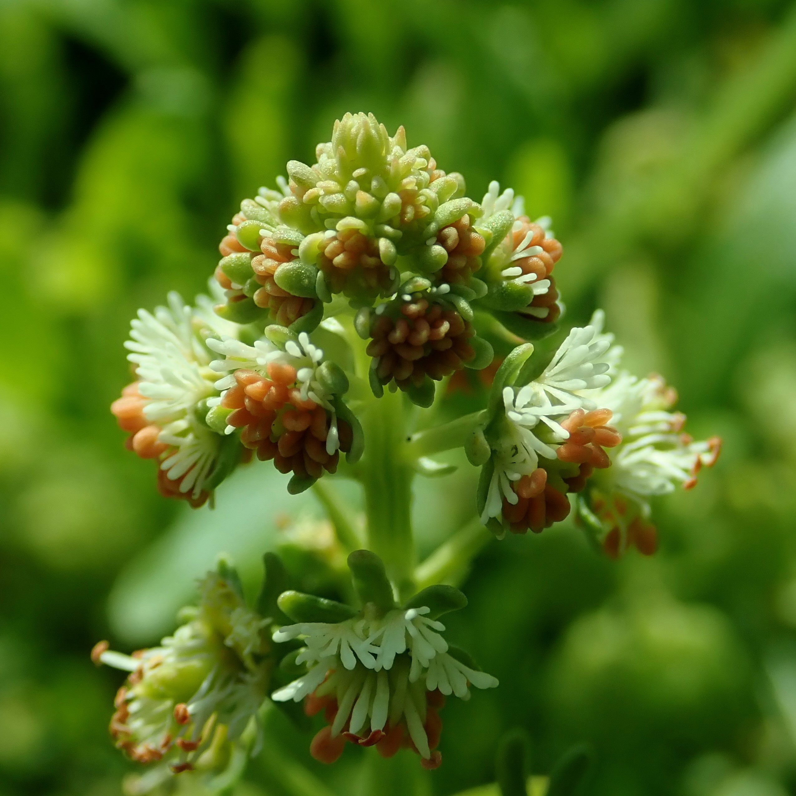 Garten-Resede - Arbeitsgemeinschaft BienenVielfalt