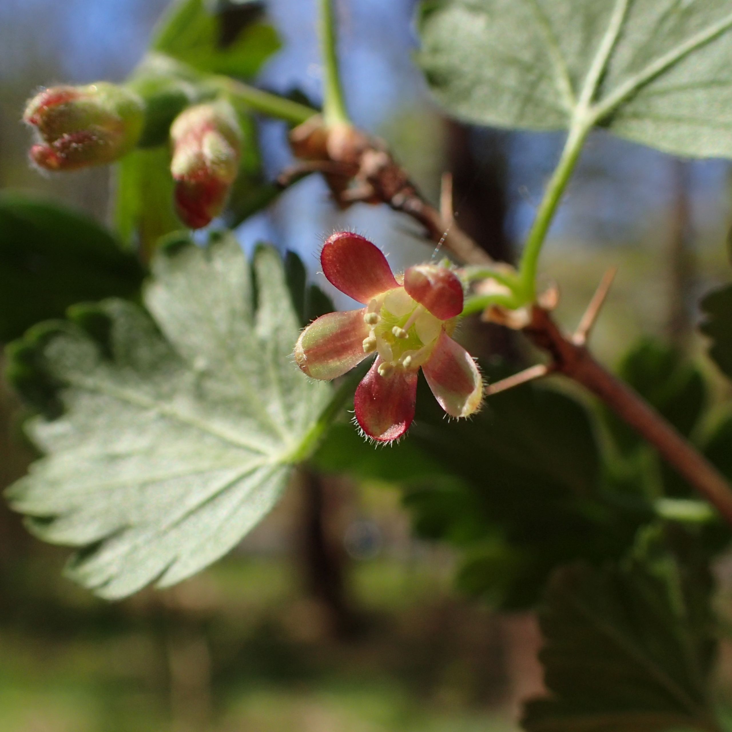 Stachelbeere - Arbeitsgemeinschaft BienenVielfalt