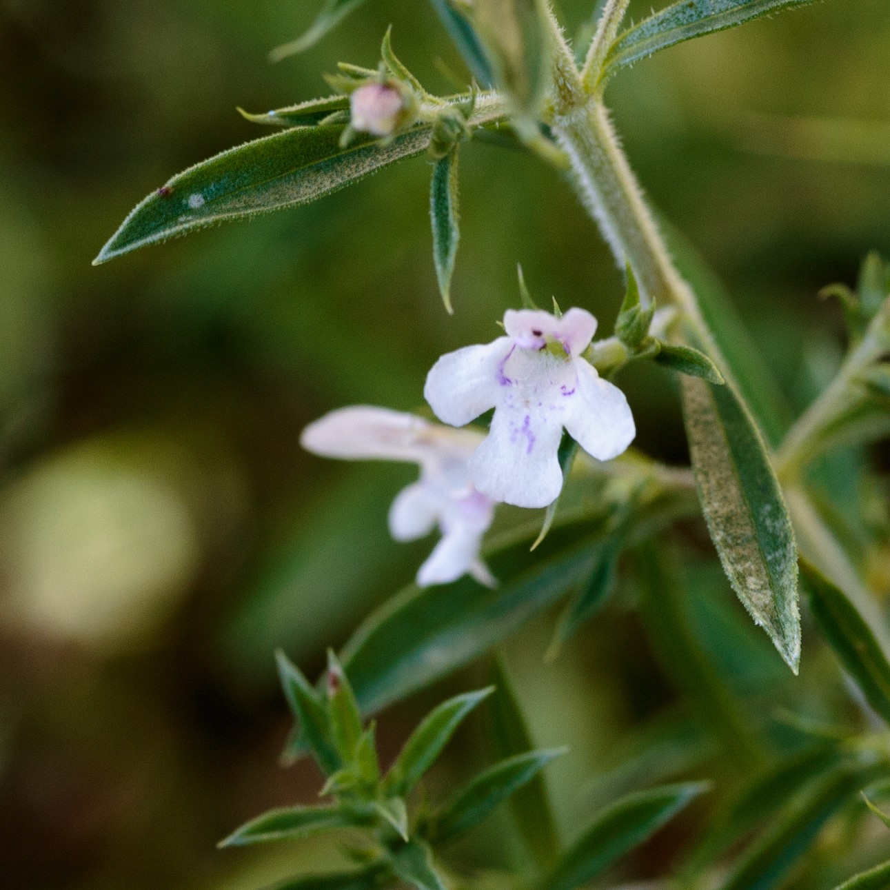 Bohnenkraut - Arbeitsgemeinschaft BienenVielfalt
