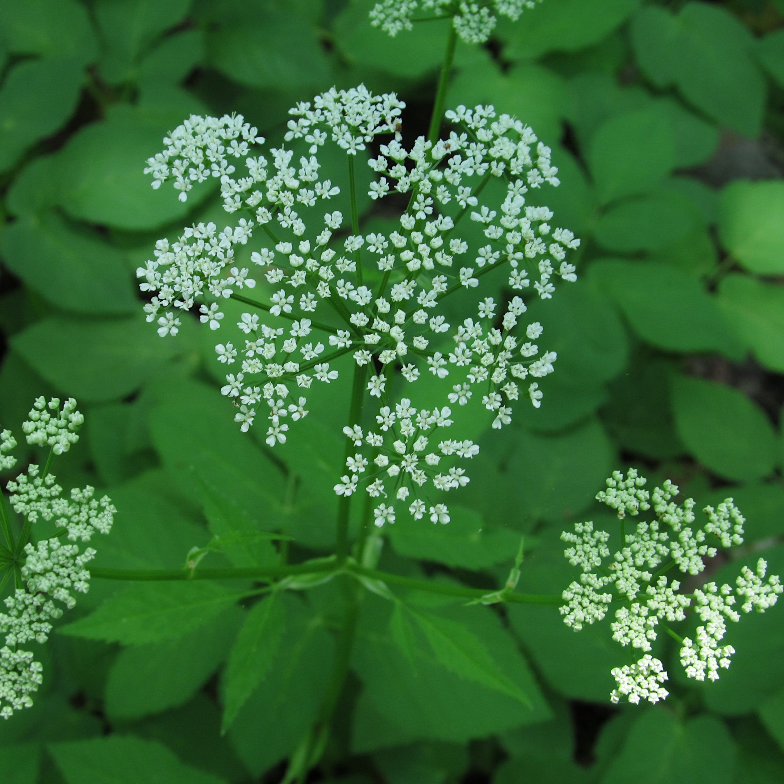 Gewöhnlicher Giersch - Arbeitsgemeinschaft BienenVielfalt