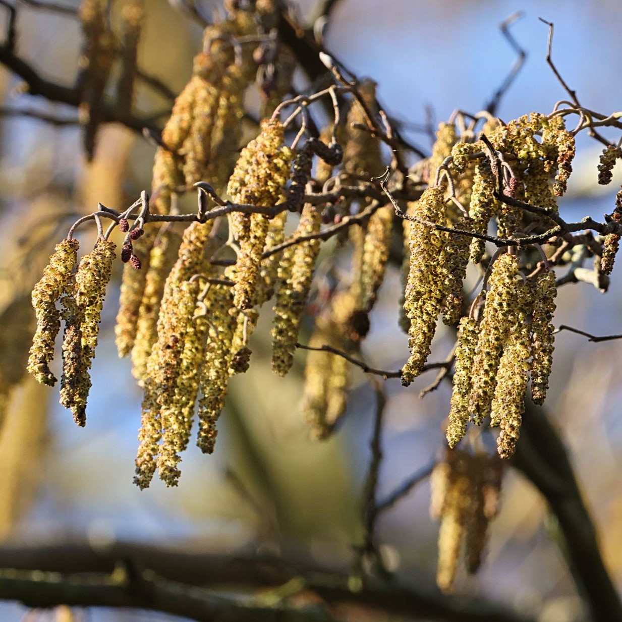 Erle - Arbeitsgemeinschaft BienenVielfalt