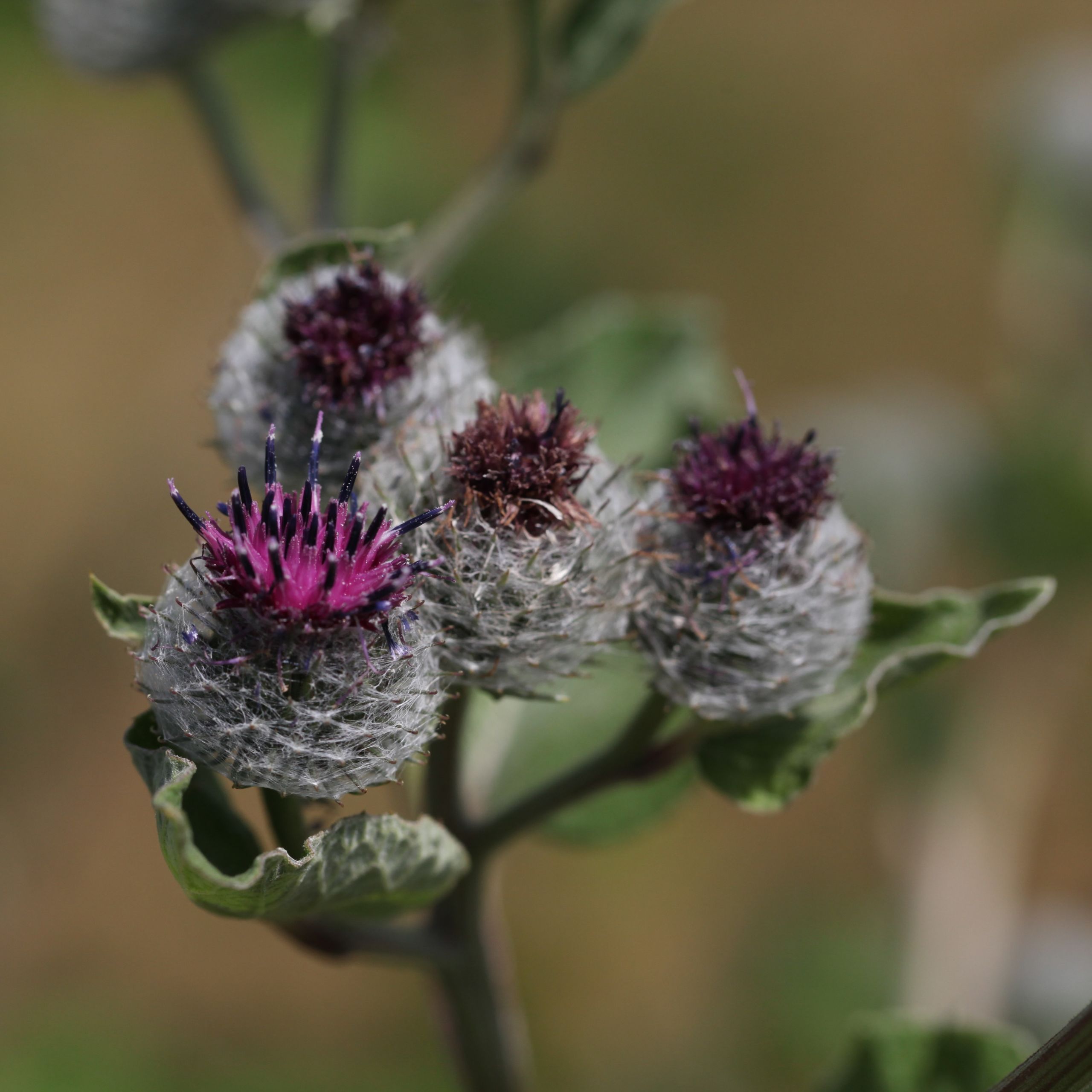 Filzige Klette - Arbeitsgemeinschaft BienenVielfalt