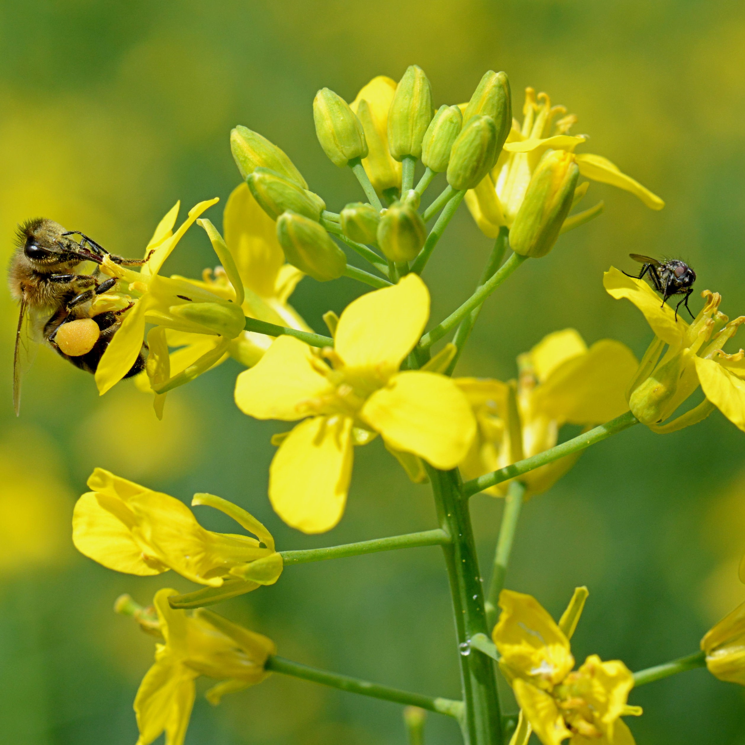 Winterraps - Arbeitsgemeinschaft BienenVielfalt