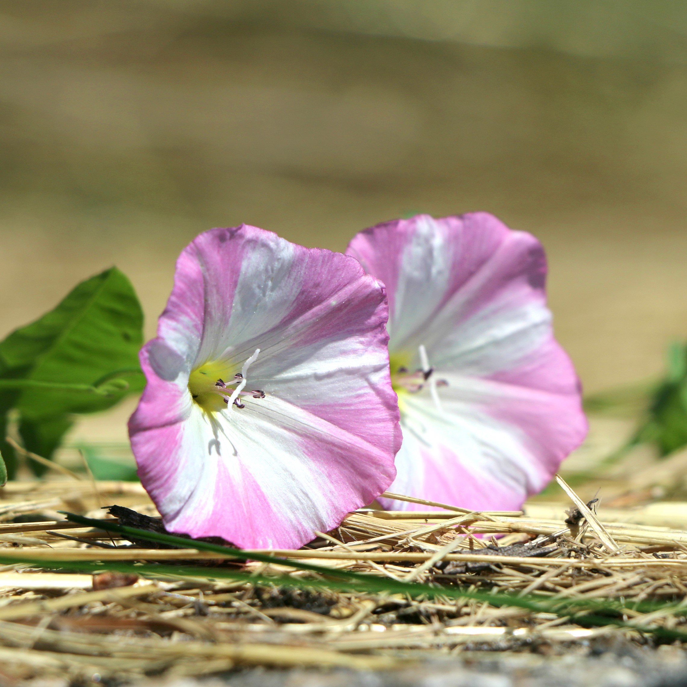 Acker-Winde - Arbeitsgemeinschaft BienenVielfalt