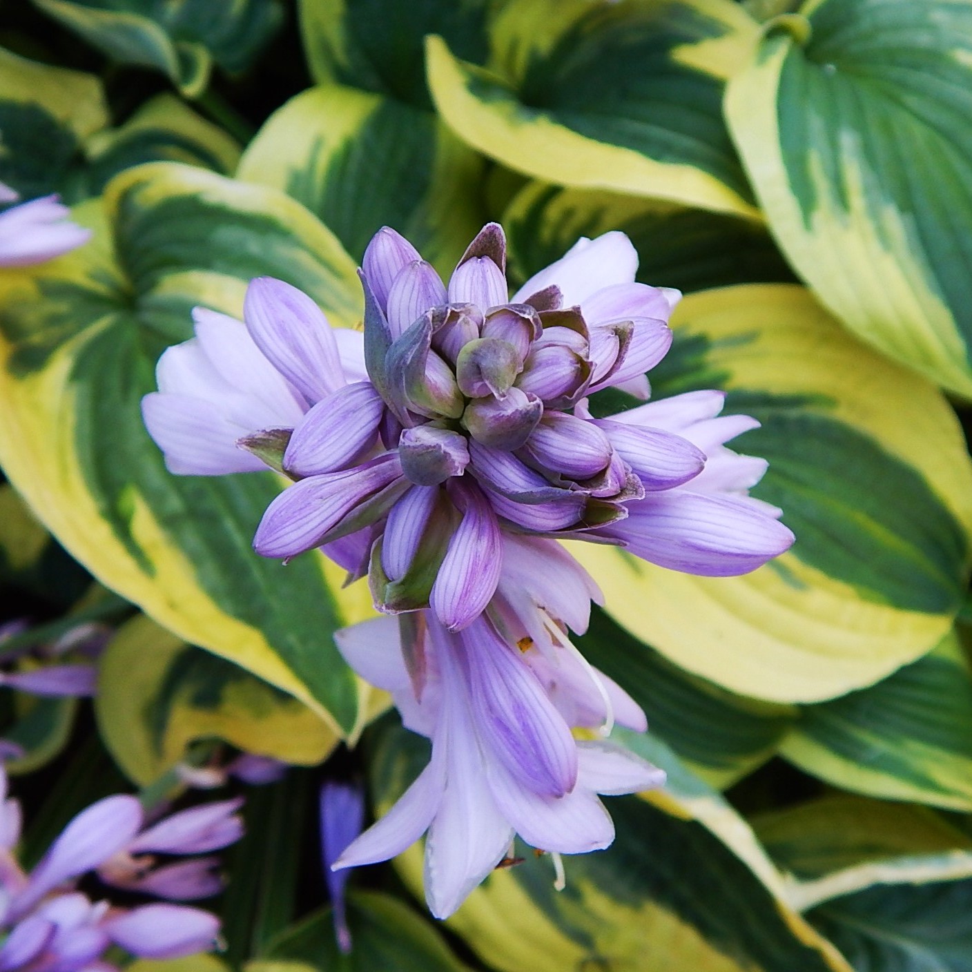 Funkie - Arbeitsgemeinschaft BienenVielfalt