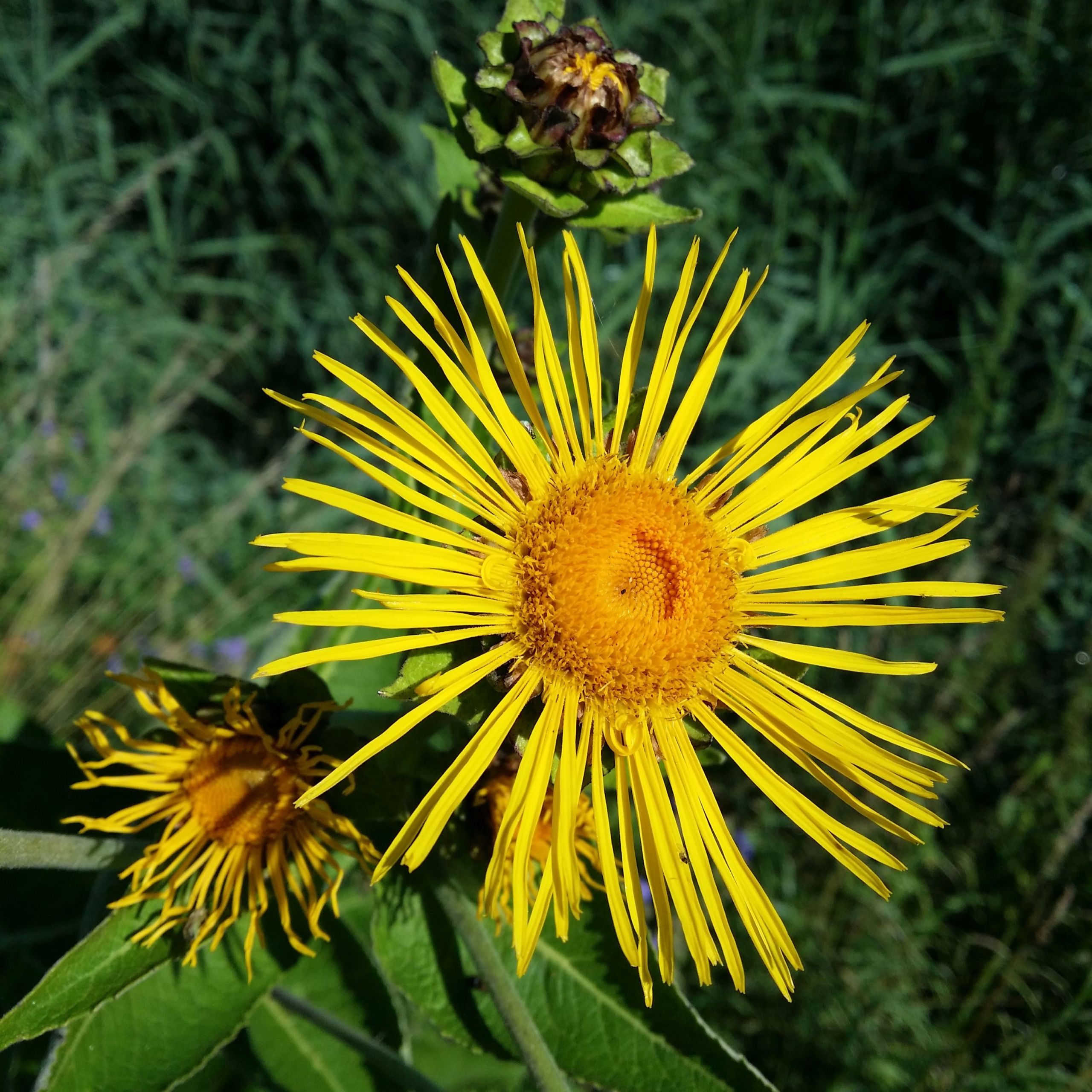 Alant - Arbeitsgemeinschaft BienenVielfalt
