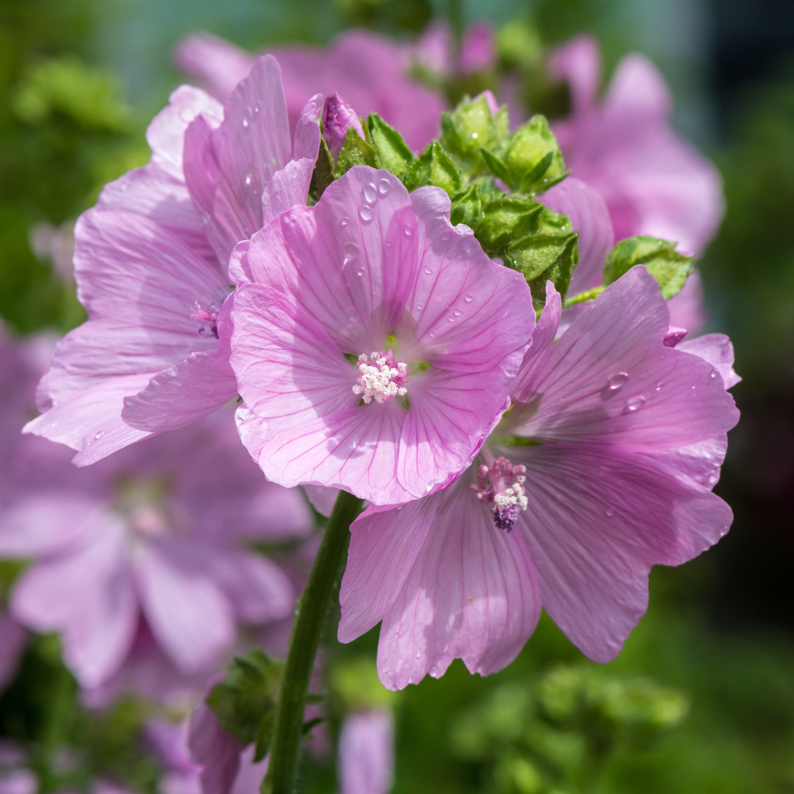 Moschus-Malve - Arbeitsgemeinschaft BienenVielfalt