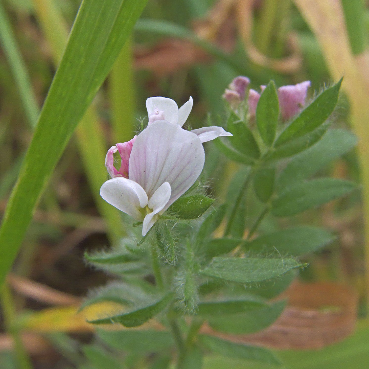 Serradella - Arbeitsgemeinschaft BienenVielfalt