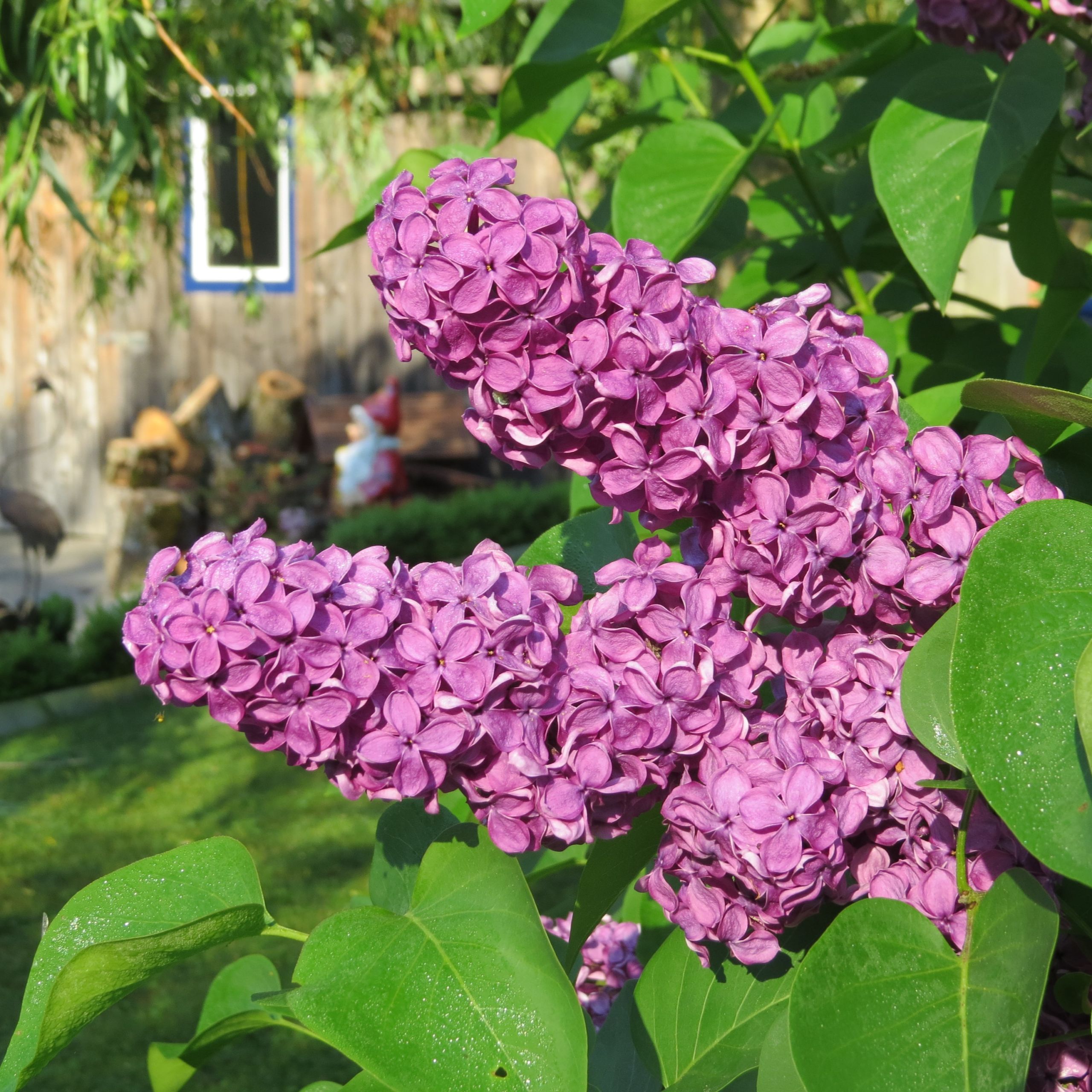 Gewöhnlicher Flieder - Arbeitsgemeinschaft BienenVielfalt