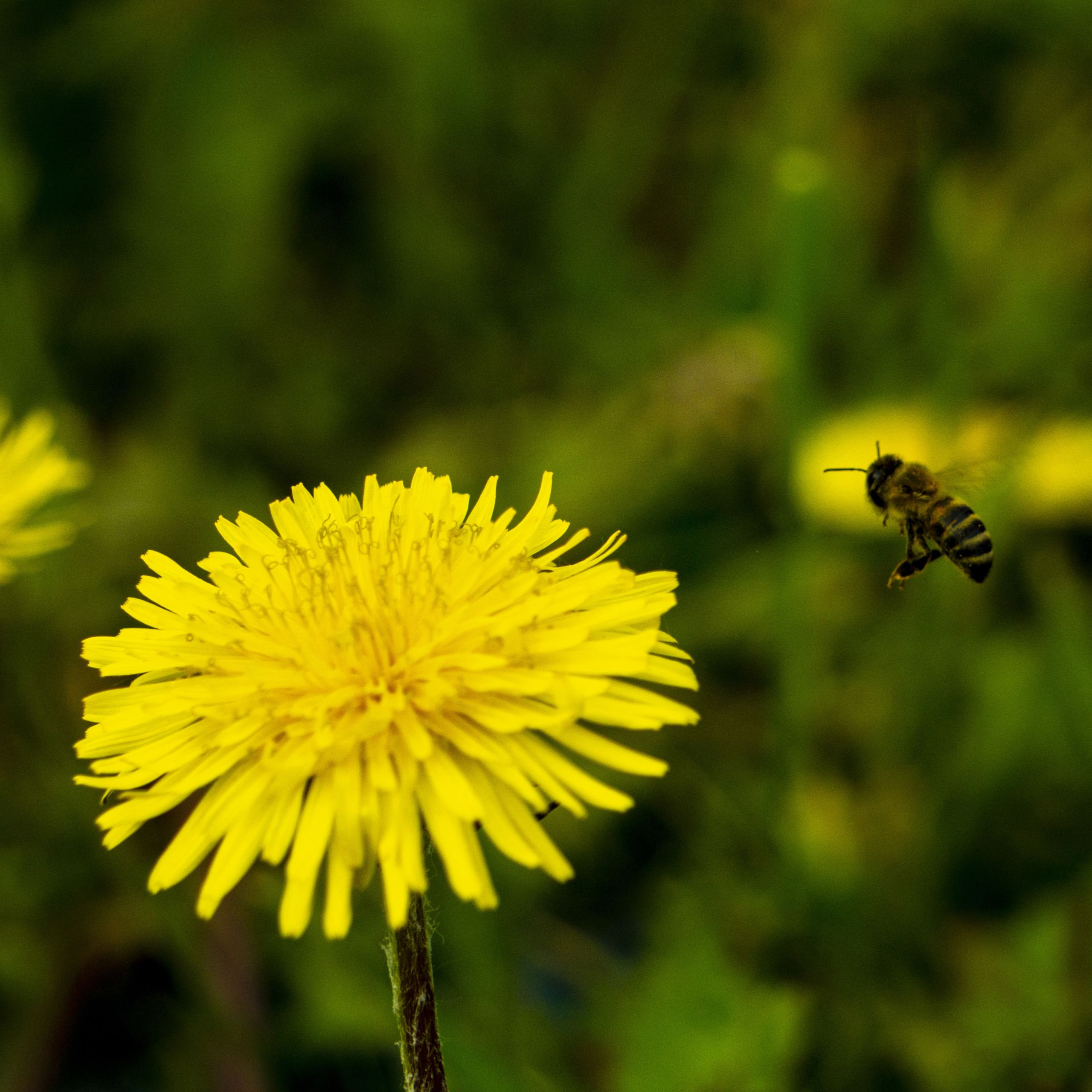 Löwenzahn - Arbeitsgemeinschaft BienenVielfalt