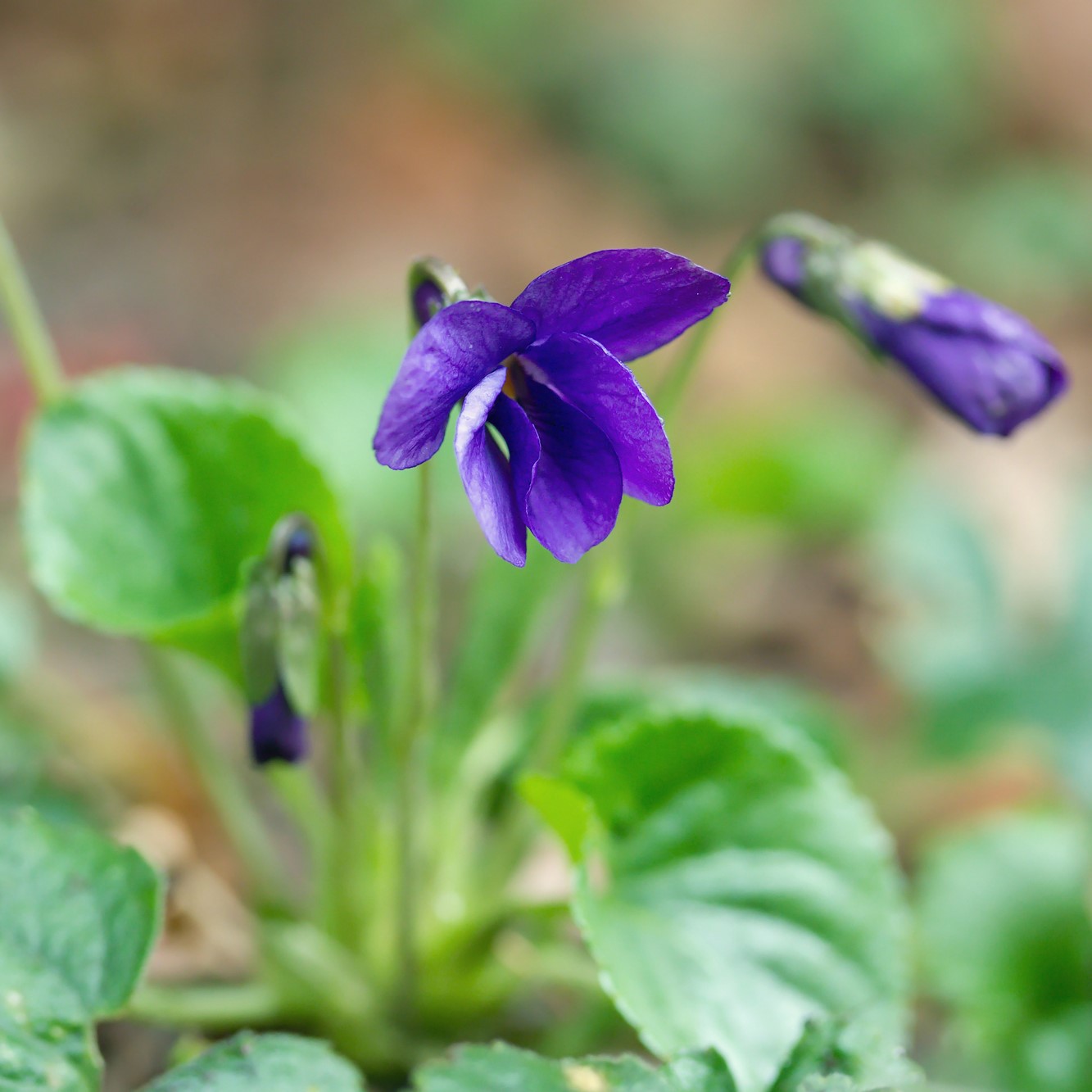 Duftveilchen - Arbeitsgemeinschaft BienenVielfalt