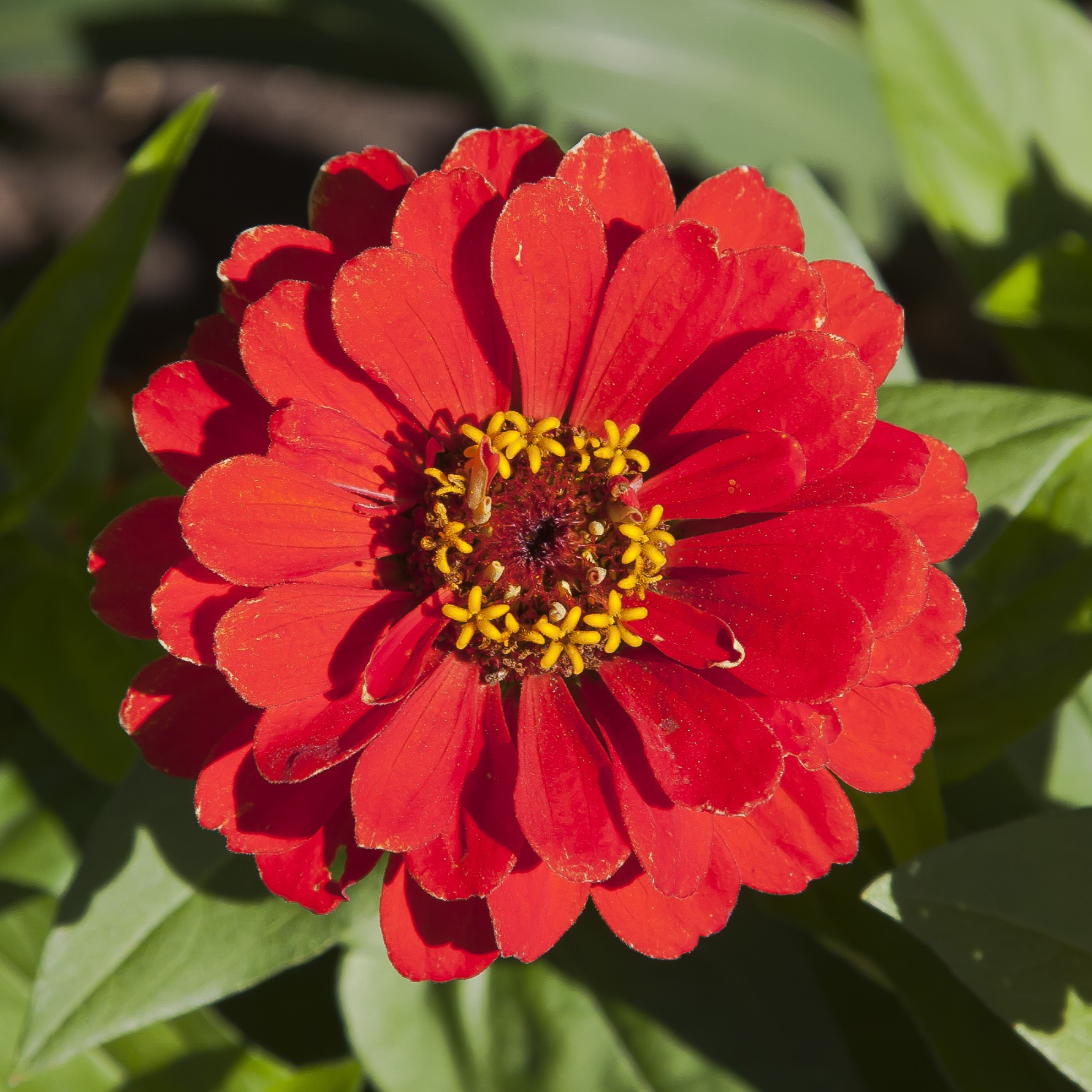 Zinnie - Arbeitsgemeinschaft BienenVielfalt
